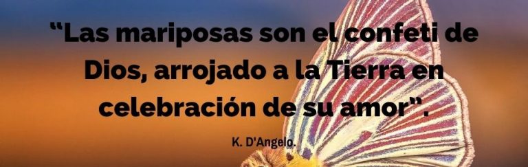 70 Frases Reflexión Sobre Las Mariposas – Expande Tu Mente