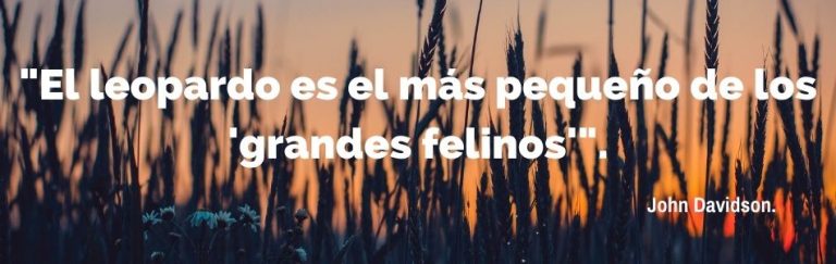 50 Mejores Frases Sobre Los Leopardos – Expande Tu Mente