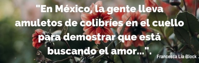 50 Mejores Frases Sobre El Colibrí – Expande Tu Mente