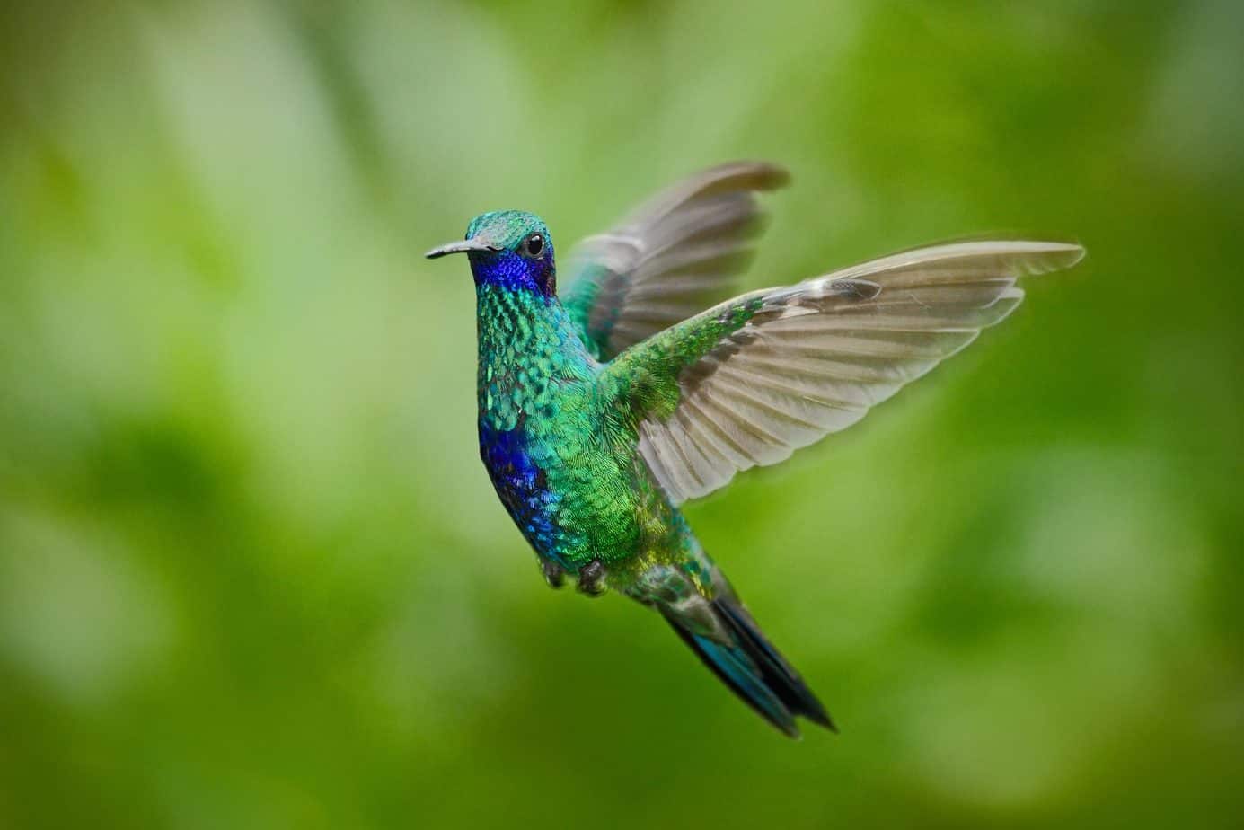 50 Mejores Frases Sobre El Colibrí – Expande Tu Mente